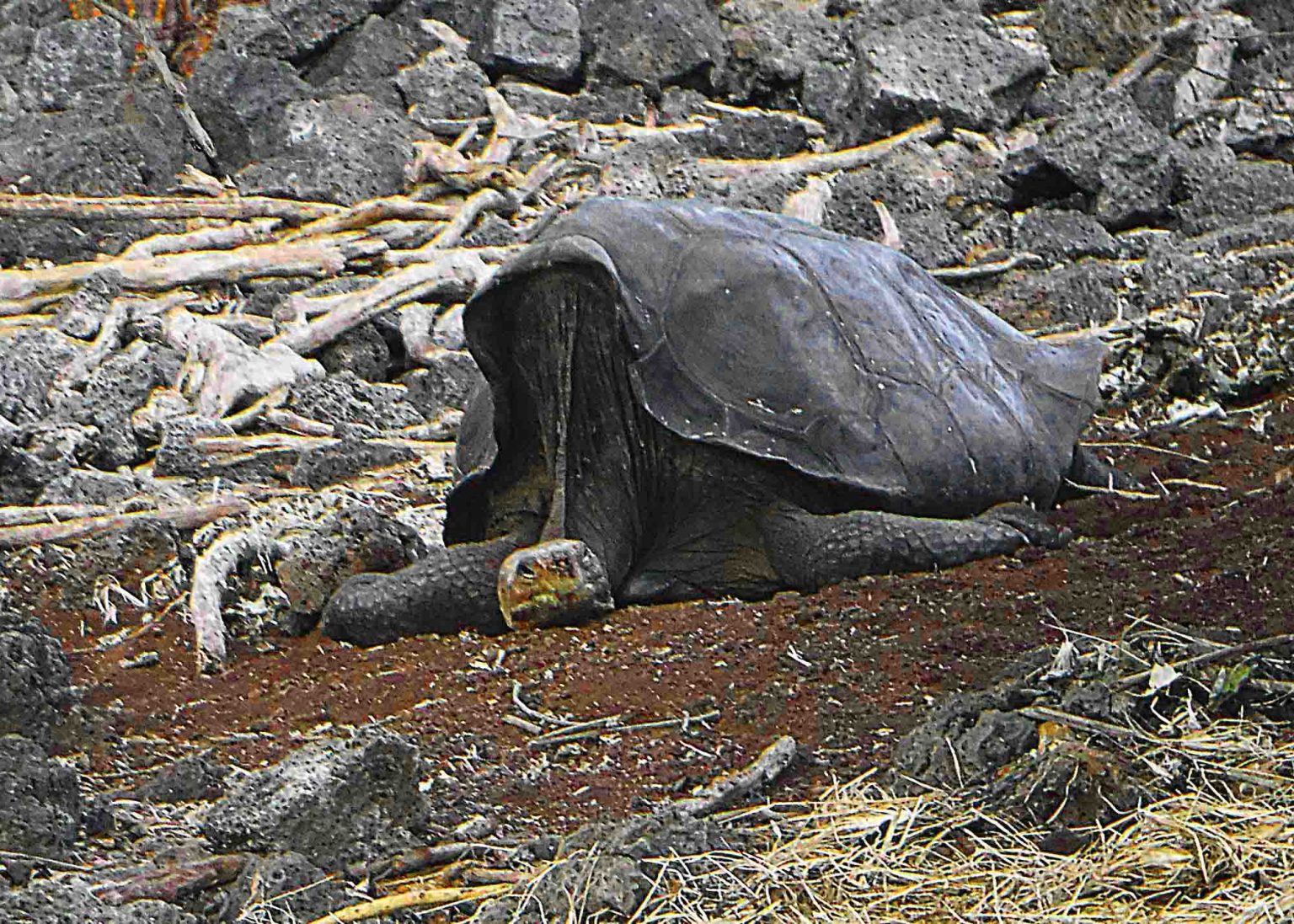 Saga Tour: Ecuador and the Galapagos Islands